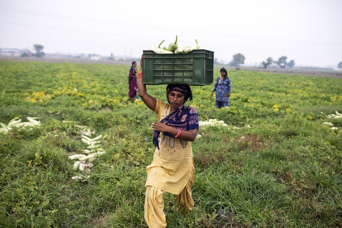 Private Equity Firm Launches Growth Fund for Climate Adaptation - Bloomberg