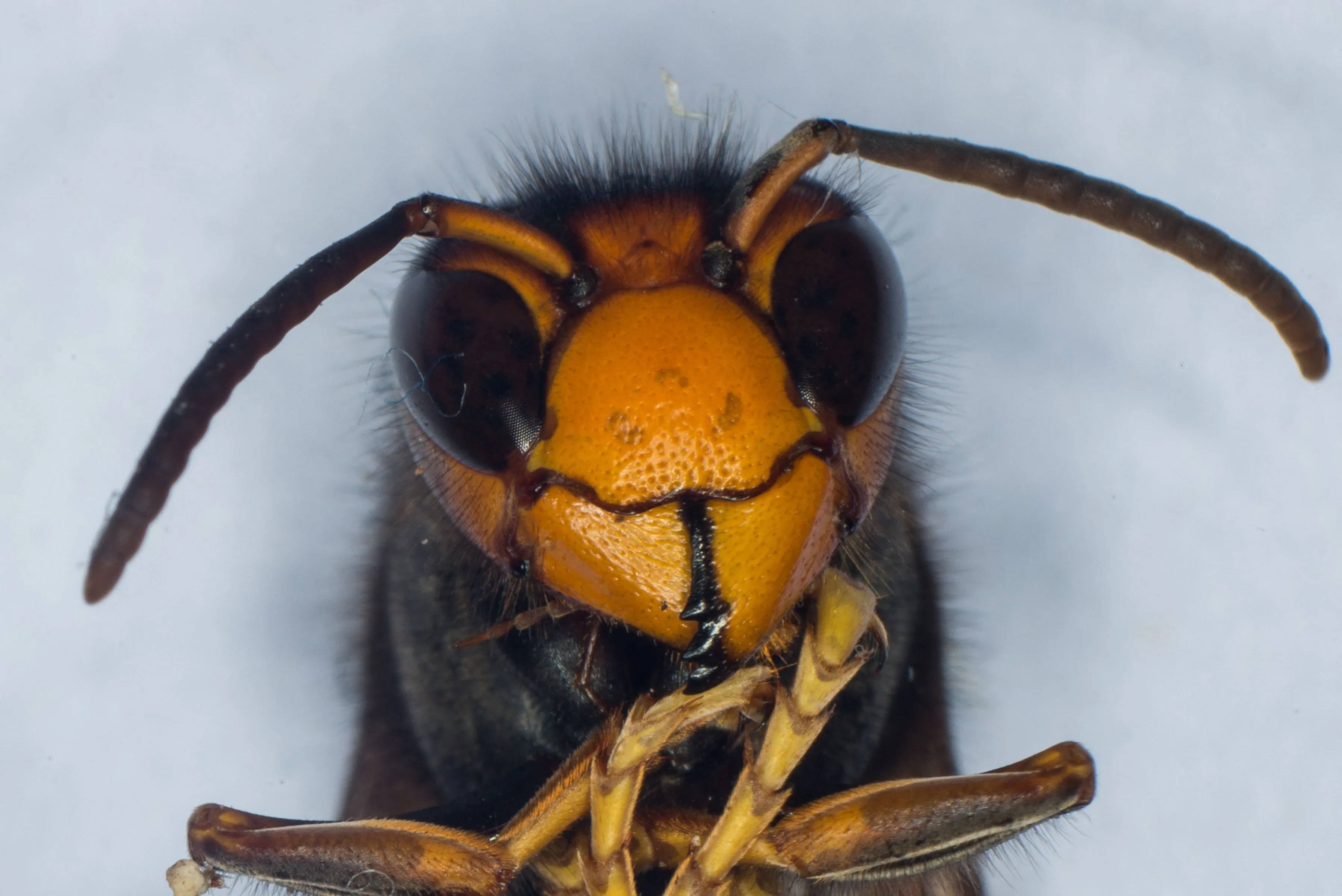 Climate Crisis: Bee-Eating Hornets Are Just the Start of Our Alien ...
