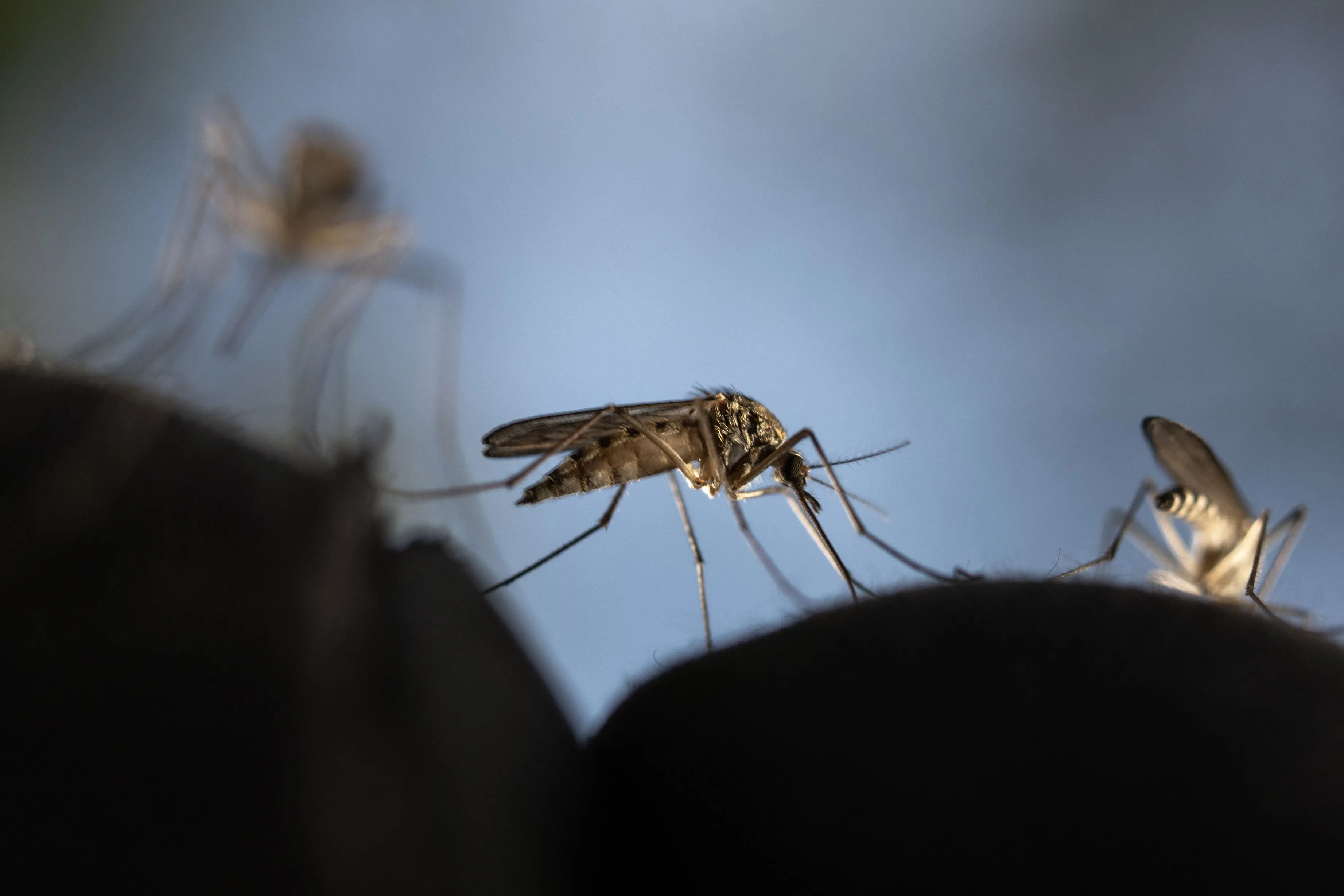 Why Researchers Blame Mosquito Net Change for Papua New Guinea's ...