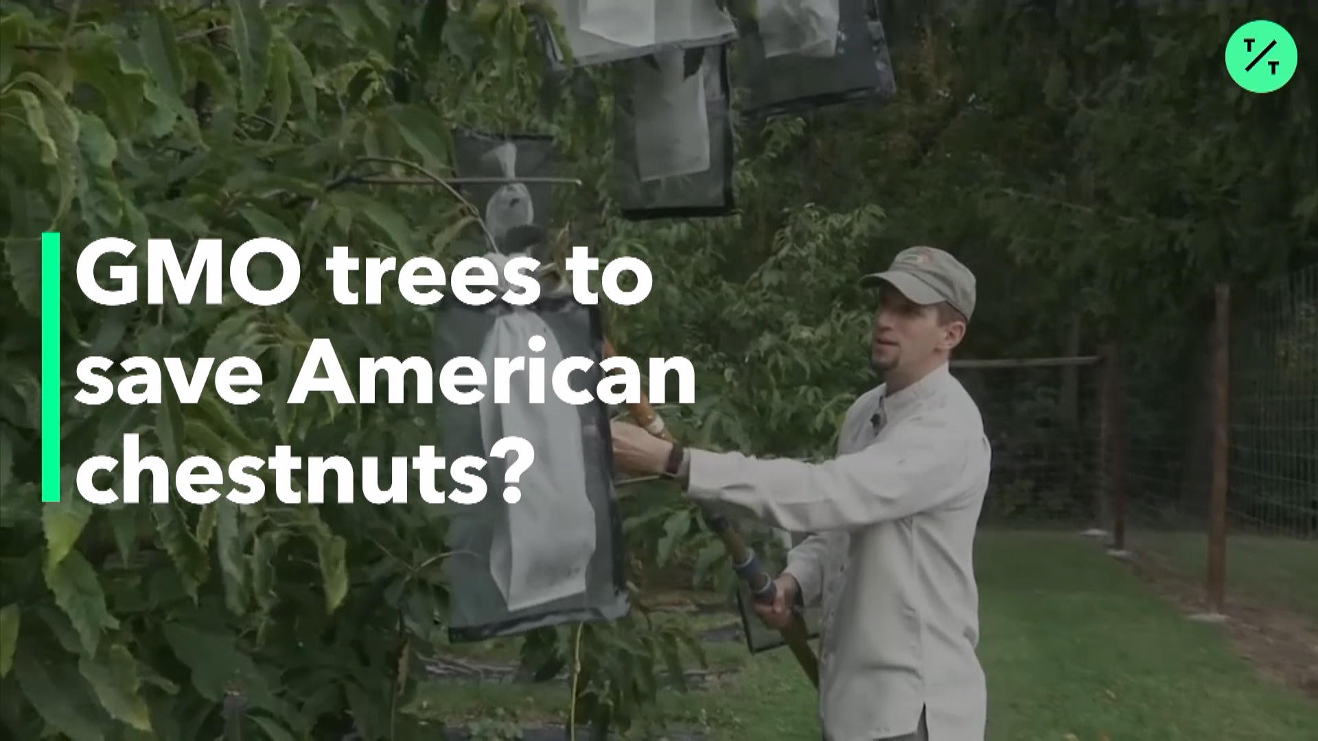 Watch GMO Trees To Save American Chestnuts? - Bloomberg