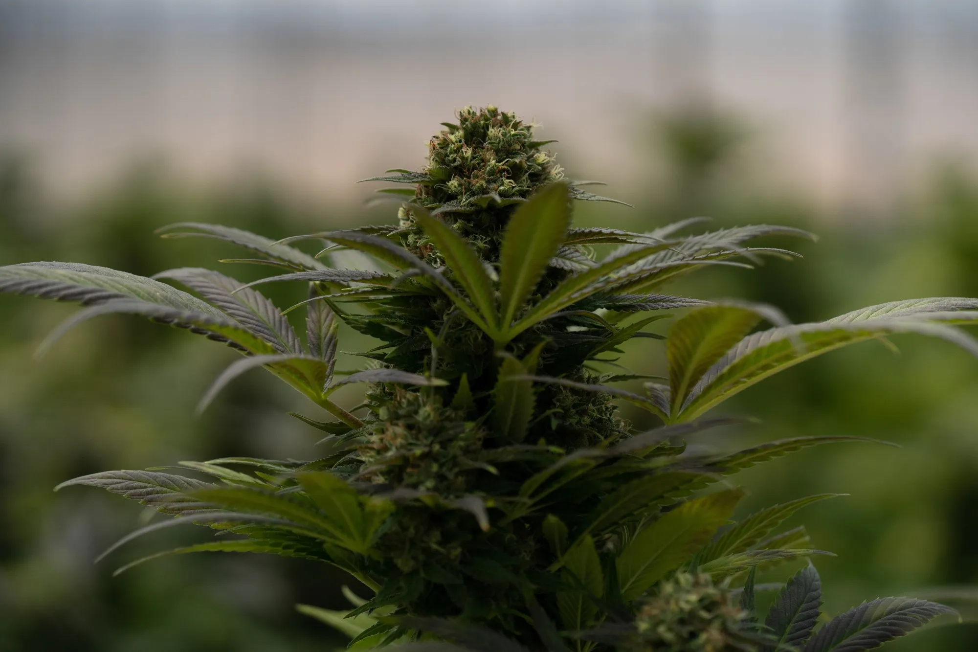 Germany Inches Toward Legalizing Pot With Scaled-Back Proposal - Bloomberg