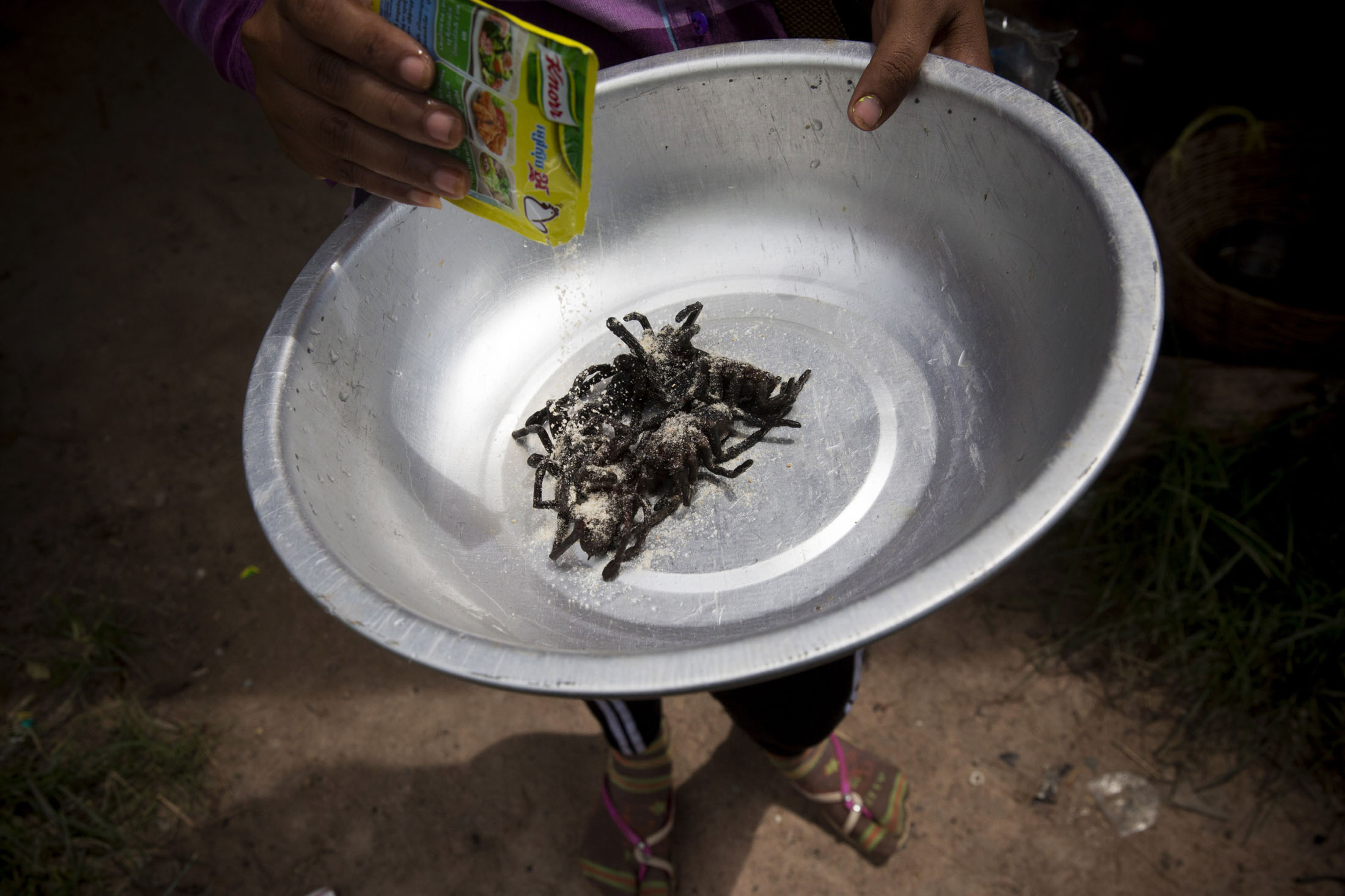The Tarantula Hunters of Cambodia - Bloomberg