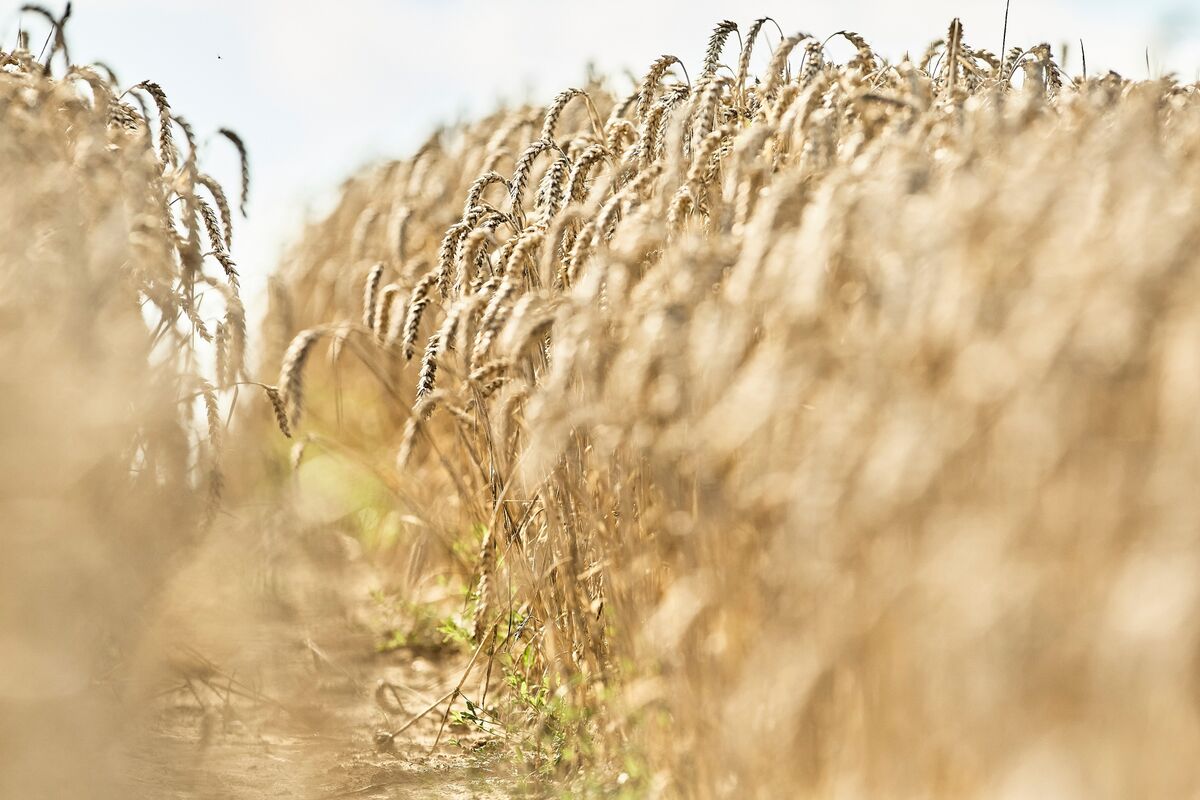 Egypt Expects to Tap UAE Wheat Financing Deal in January - Bloomberg