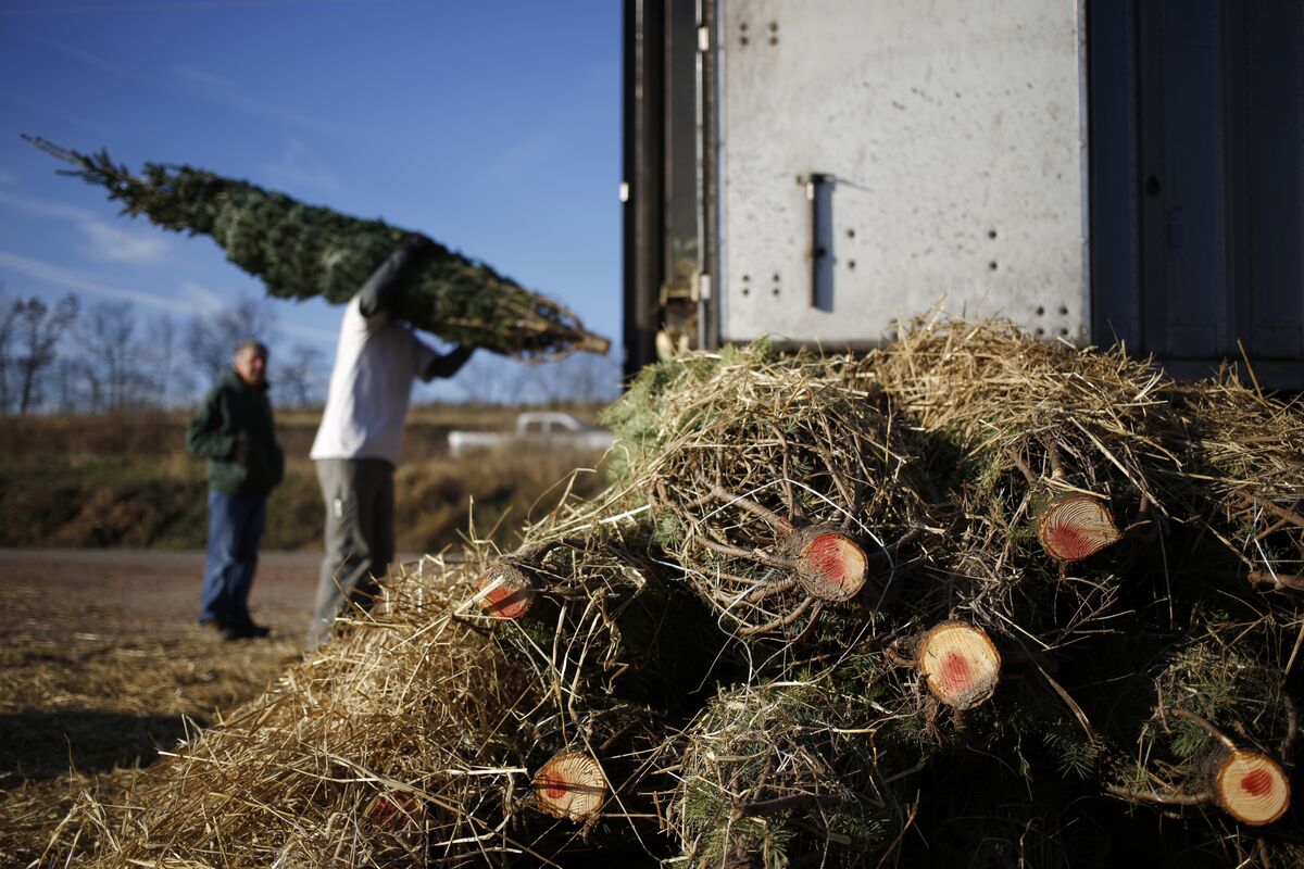 Who Will Save the Christmas Tree? - Bloomberg