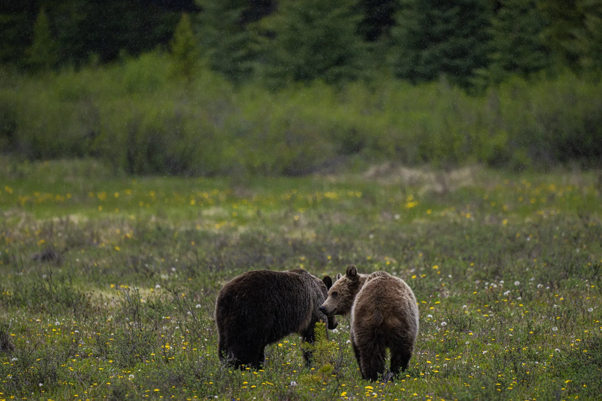 Oil Billionaire Adam Waterous Confronts Skeptics Over Railroad to Banff ...