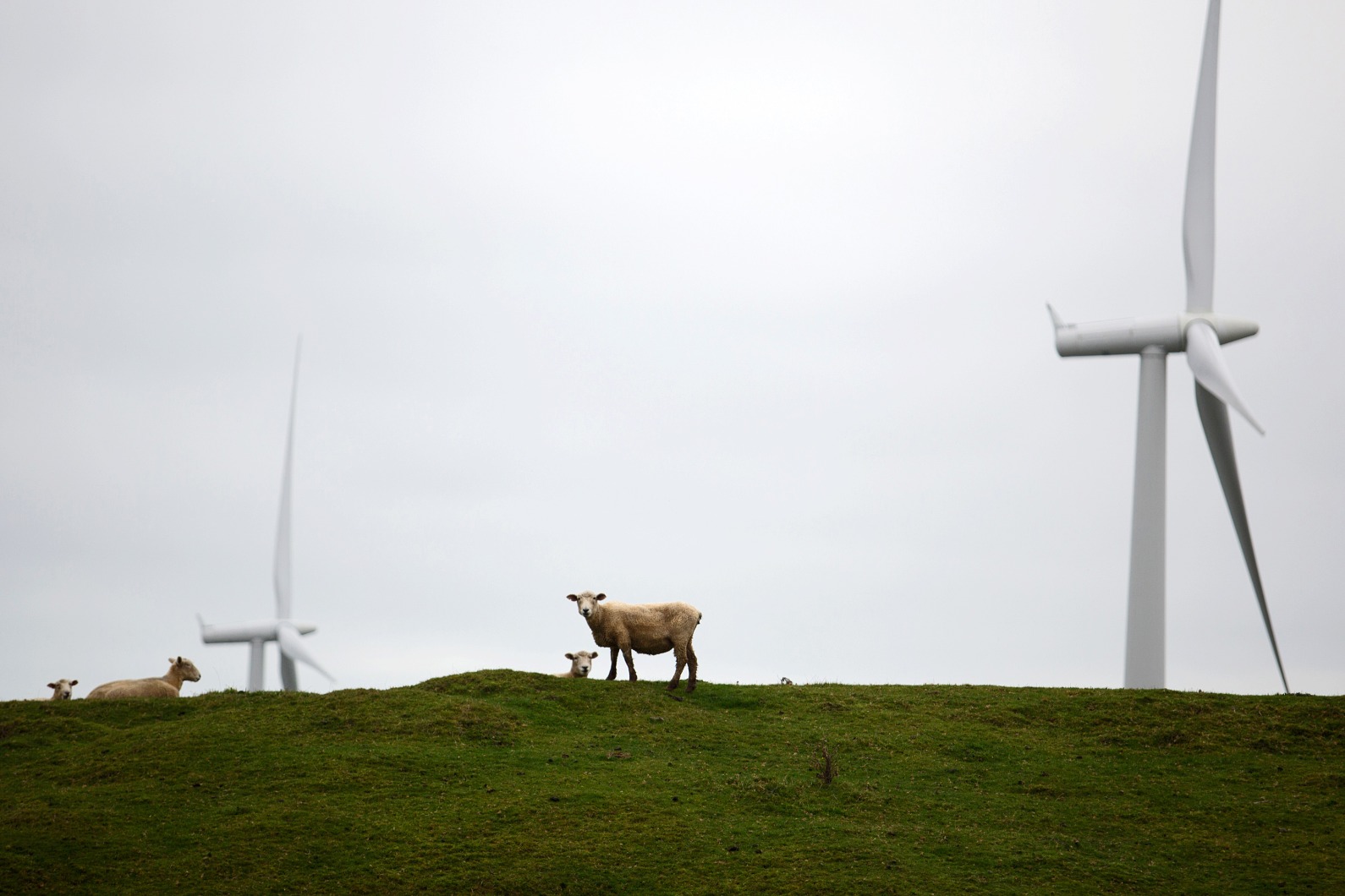 New Zealand Wind Farms Achieve Record Share of Power Generation - Bloomberg