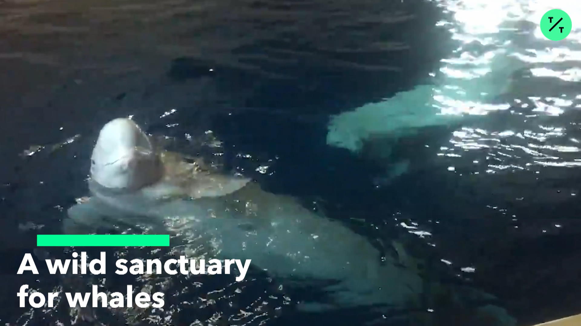 Beluga whales transported - Bloomberg