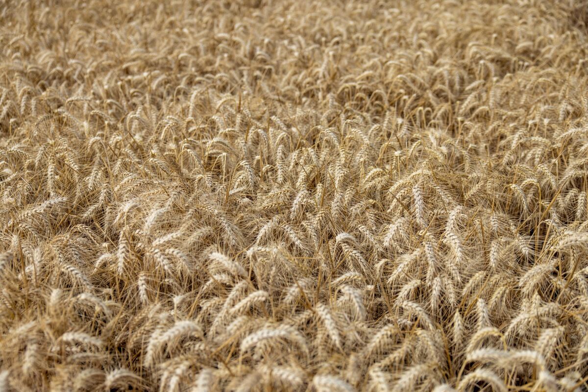 Wheat Hits Five-Month High After Russia Attack Ukraine Grain Port on ...