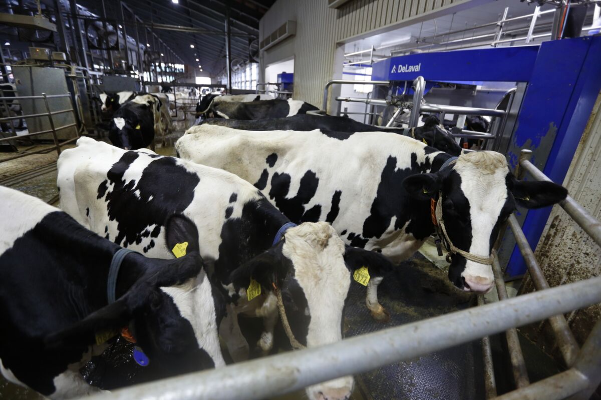 Cows wait for their turn to be milked at a dairy farm operated by Kalm ...