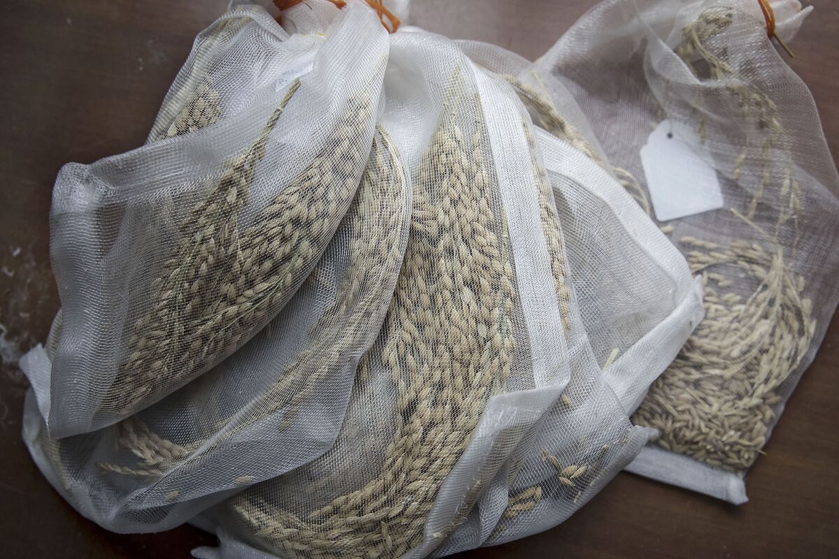 New Strains of Rice May Help Fight China's Diabetes Scourge - Bloomberg