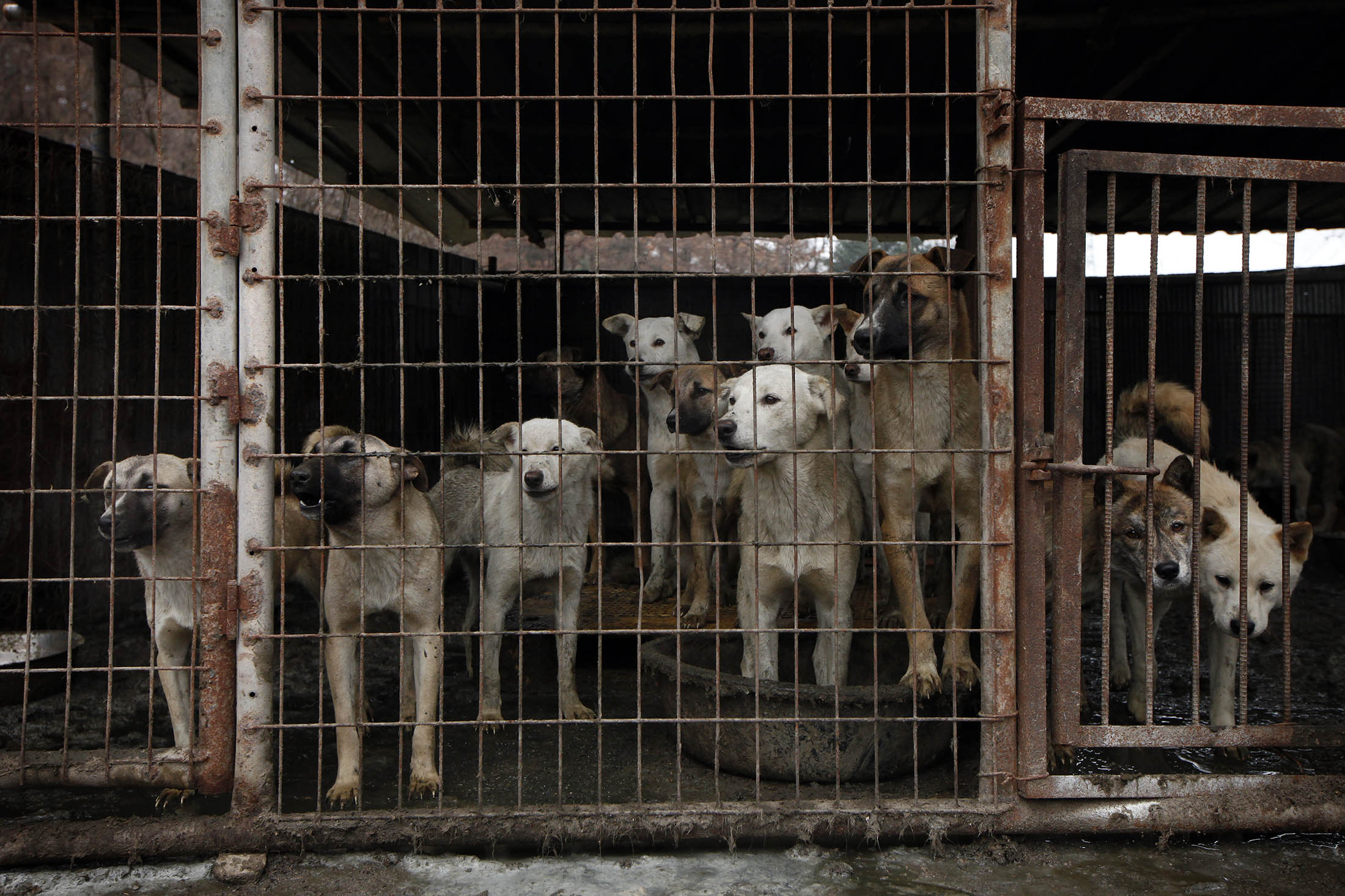 46 Dogs Saved From Slaughter in South Korea Arrive in New York - Bloomberg