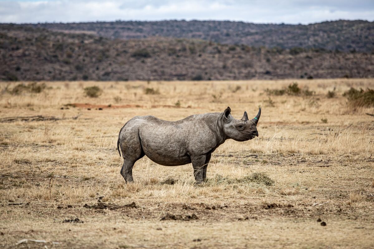 South African Rhino-Poaching Cases Drop to Lowest Since 2020 - Bloomberg