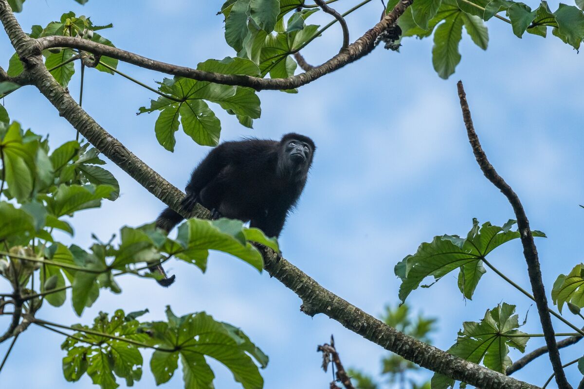 It's so hot in Mexico that howler monkeys are falling dead from the ...