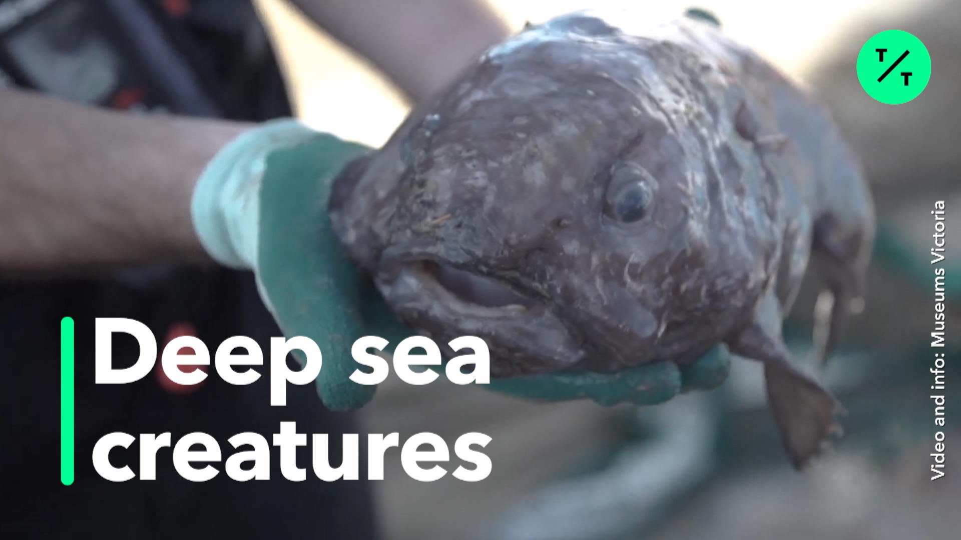 Watch Creatures From Australia's Deep Sea - Bloomberg