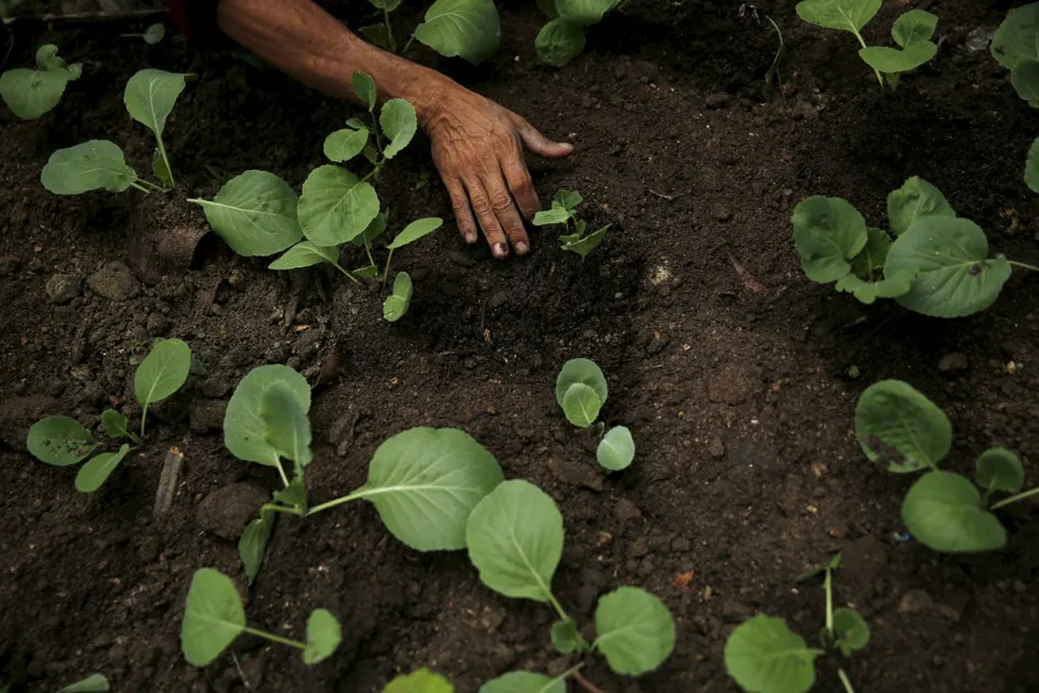 Community Gardens Sprout in Rio's Favelas - Bloomberg