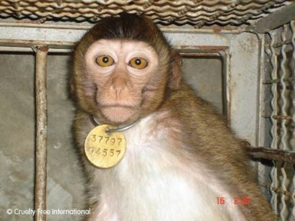 Animal Testing for Vaccines Relies on a Cruel Monkey Supply Chain