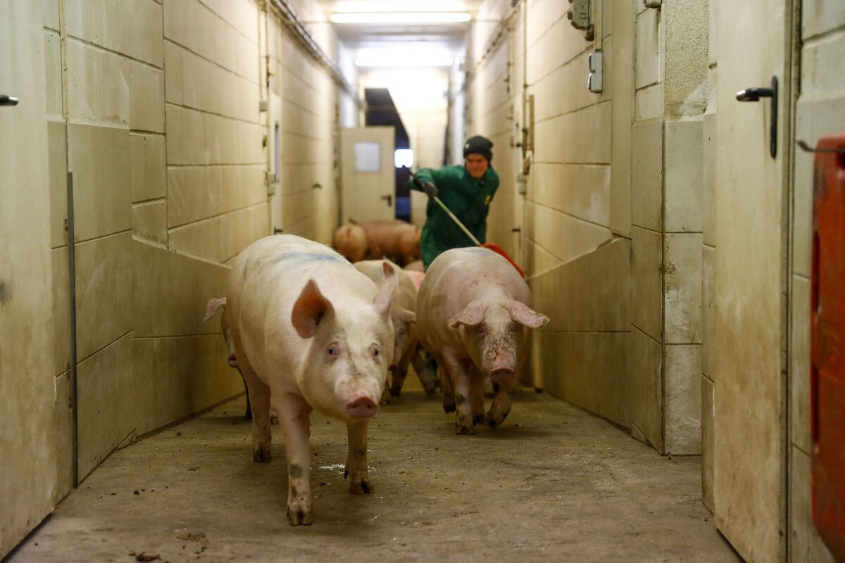 German Pig Backlog May Cram 1.2 Million Extra Hogs on Farms - Bloomberg