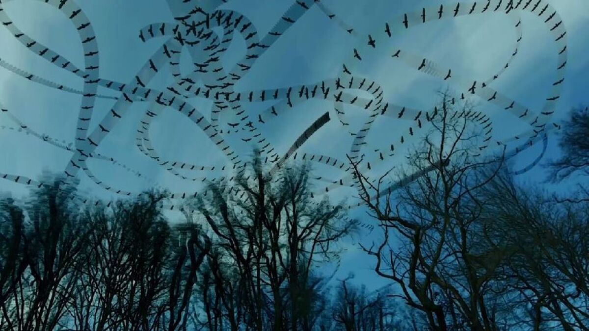 Tracking the Flight Paths of Birds - Bloomberg