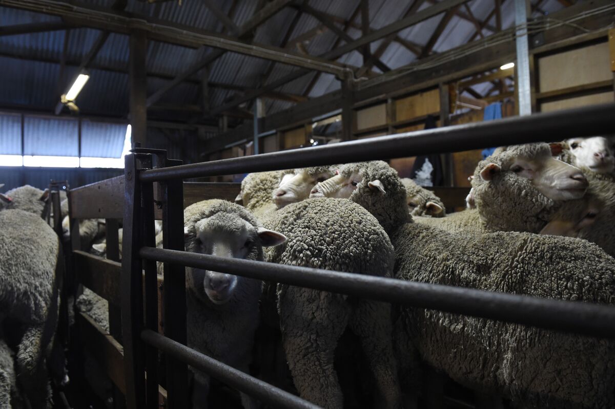 Australia Weighs Next Steps for Sheep on Diverted Ship - Bloomberg