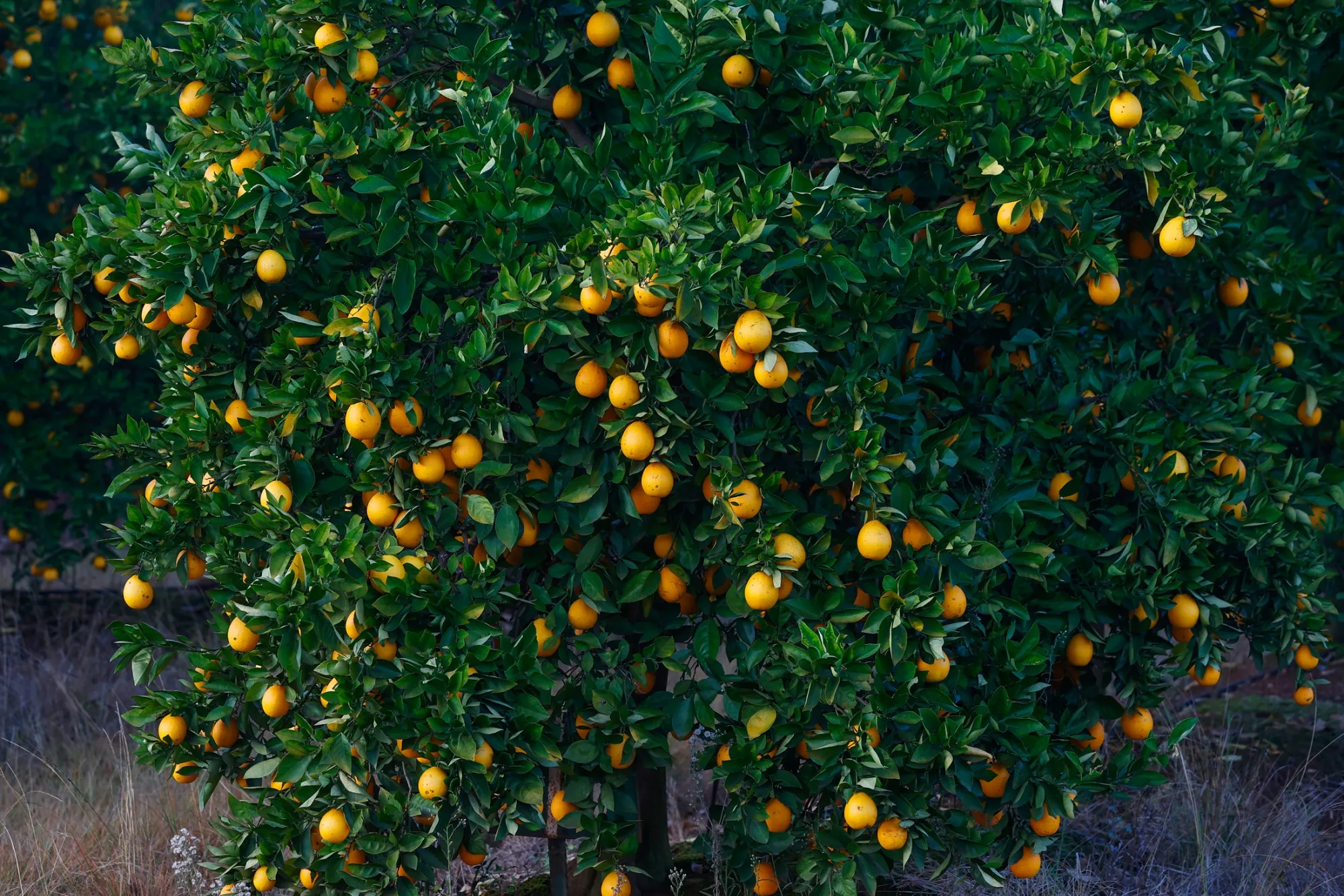 South Africa Files WTO Complaint Against EU Over Barriers to Citrus ...