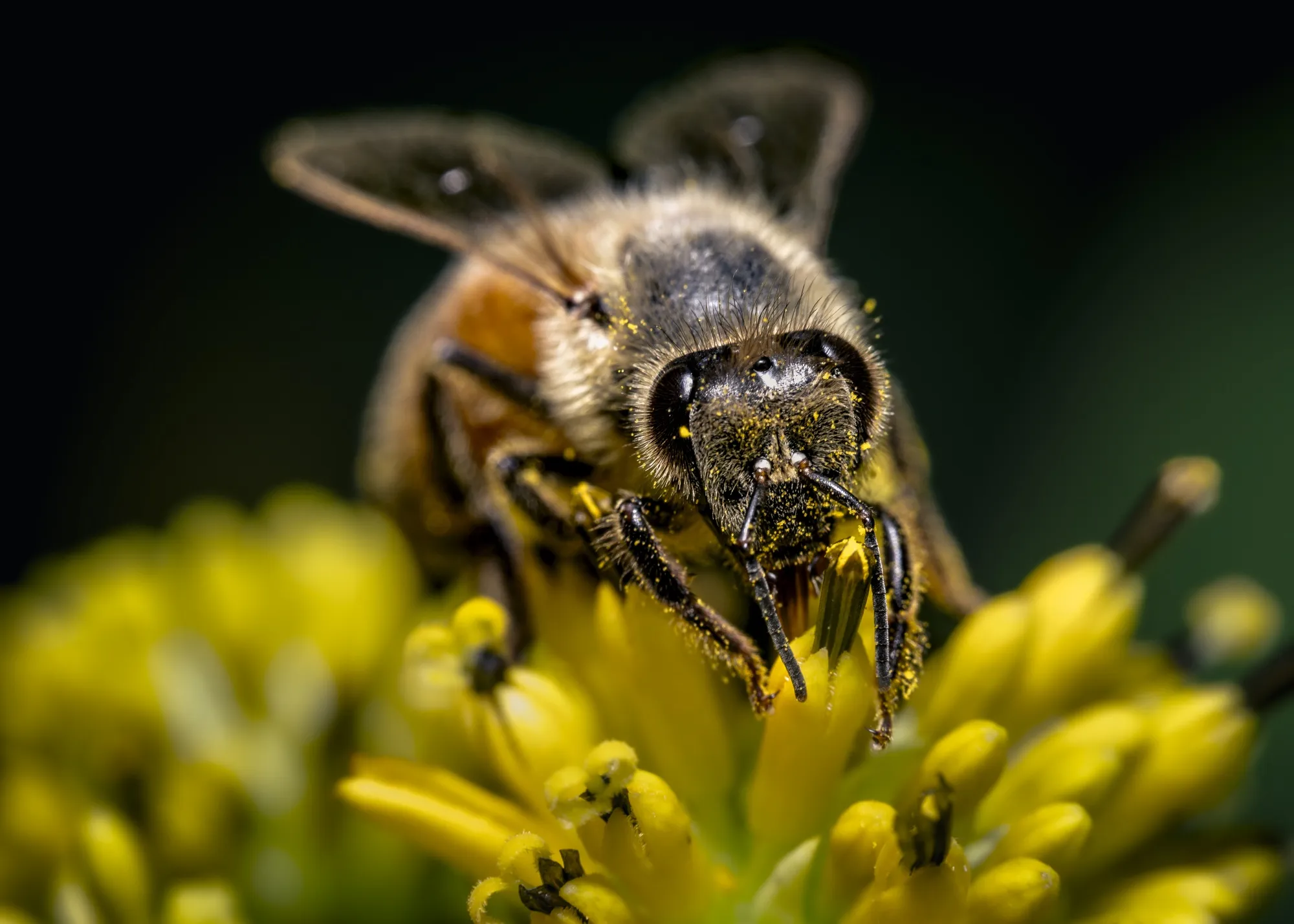 The Price Honeybees May Pay for Increased Biofuel Production - Bloomberg
