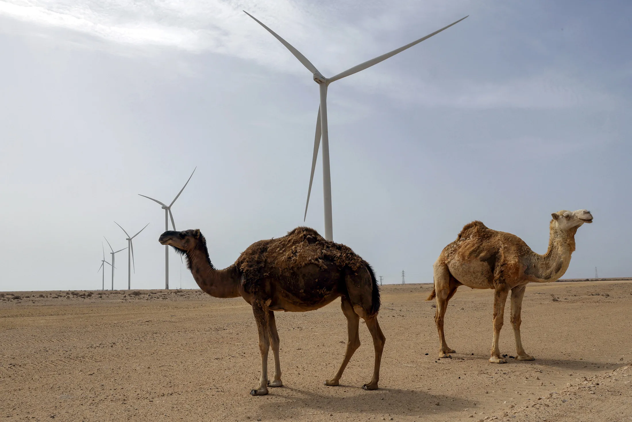 UK Joins US, France in Backing Moroccan Plans for Western Sahara ...