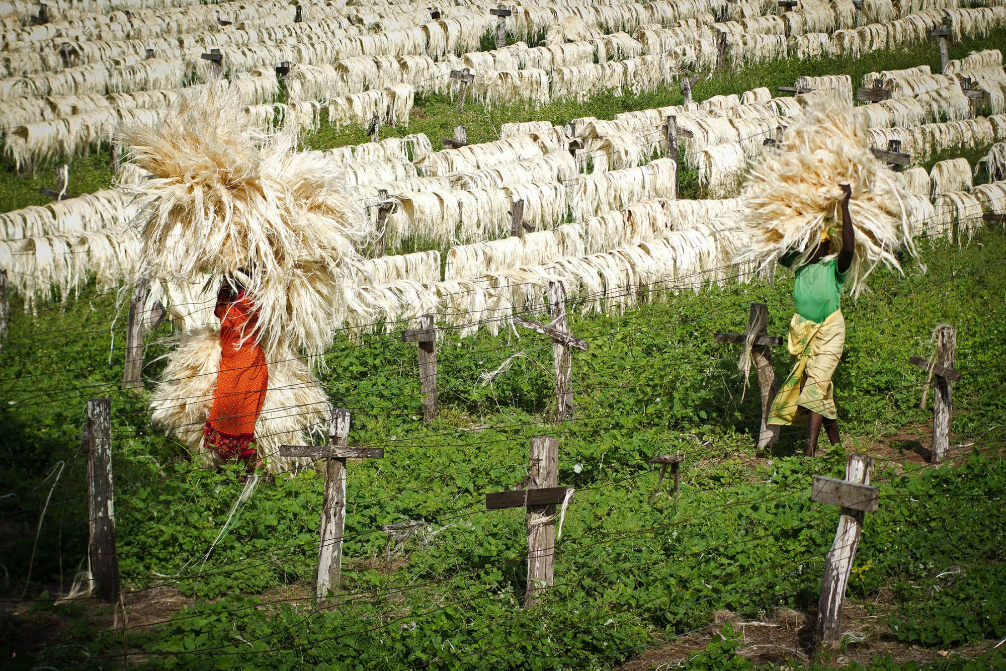Kenya to Boost Sisal Output to Meet Nigeria, Saudi Demand - Bloomberg