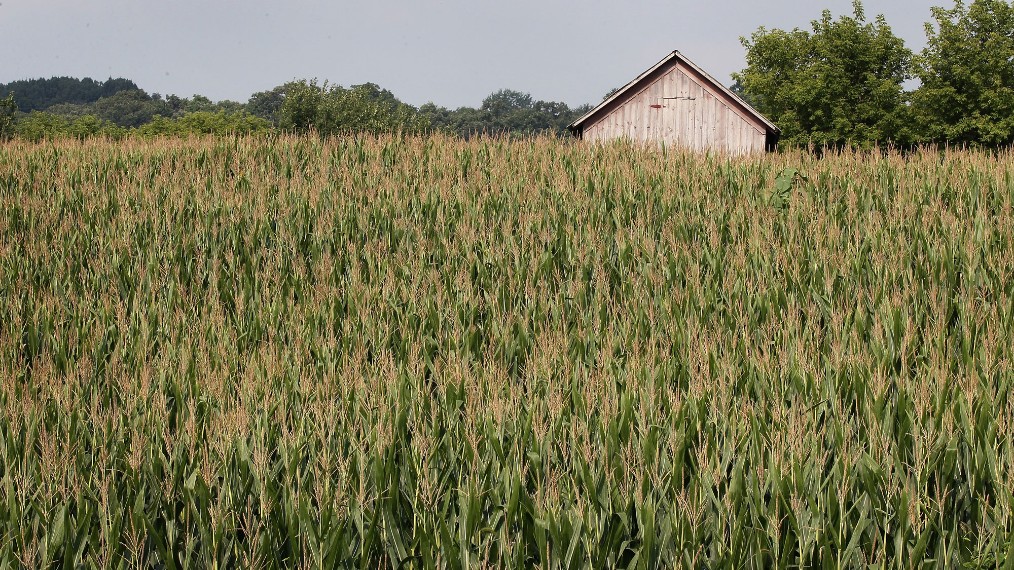 Bernie Sanders Embraces Corn Power - Bloomberg
