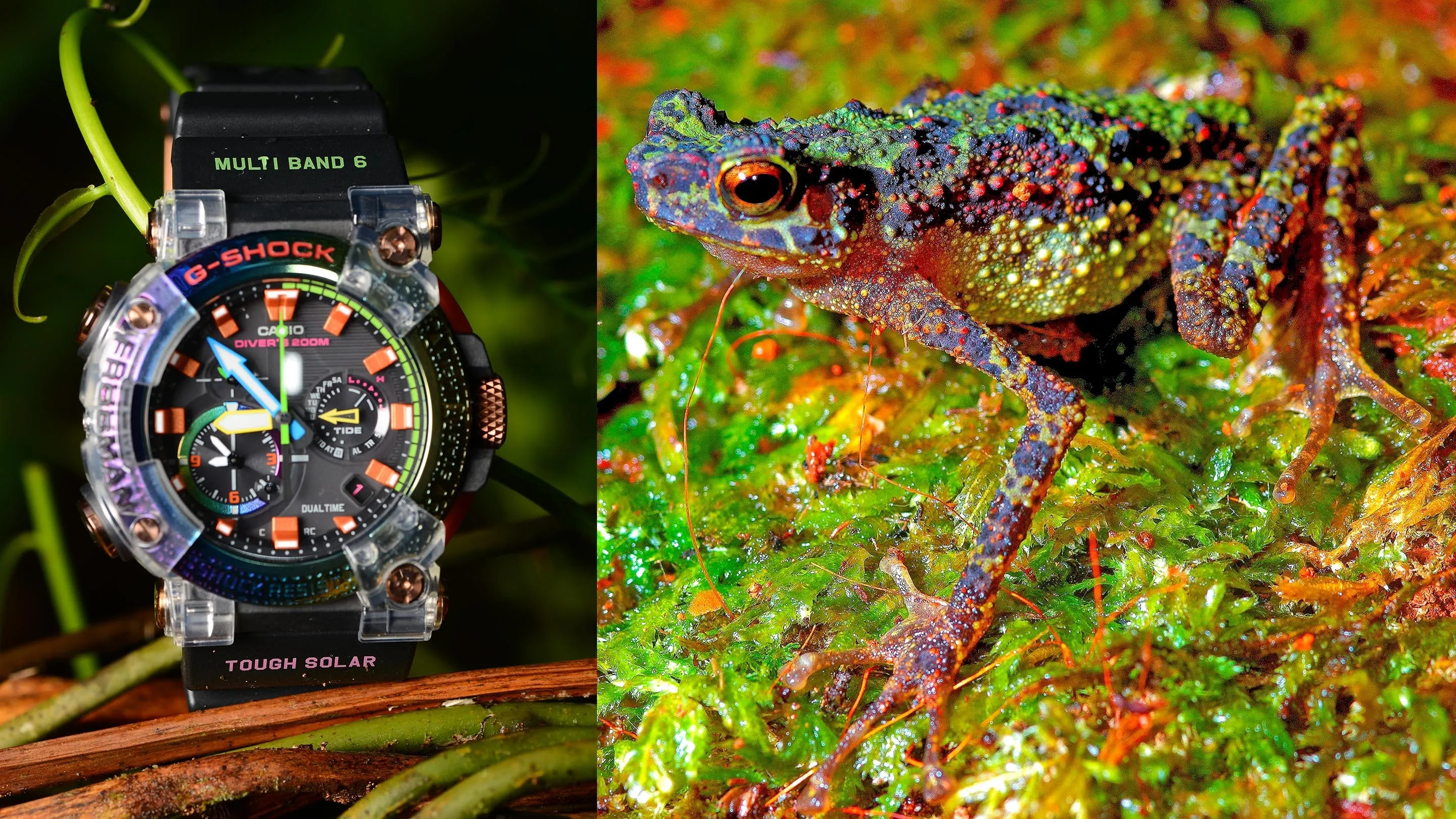 G-Shock Frogman Borneo Rainbow Toad Watch Review by Amphibian Expert ...