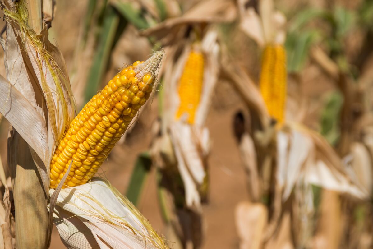 S. Africa May Miss Corn-Crop Forecast on Drought, Agbiz Says - Bloomberg