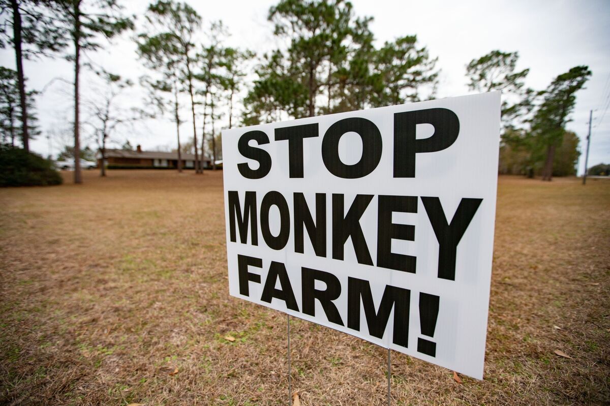 Animal Testing for Vaccines Relies on a Cruel Monkey Supply Chain