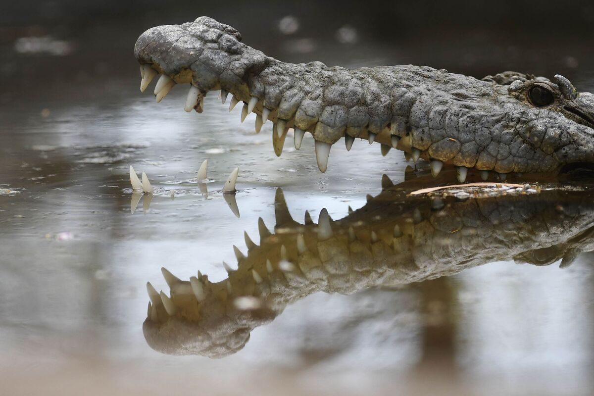 Diamond Industry’s Famous Hungry Crocodile Doesn't Cut It - Bloomberg