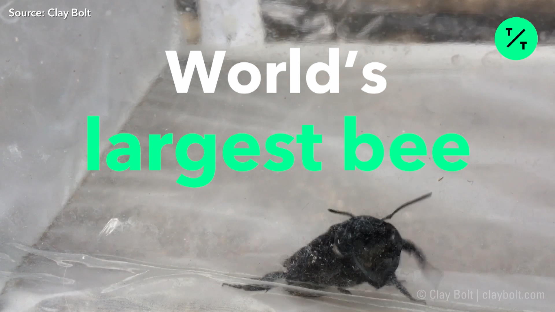 Watch The World's Largest Bee Rediscovered - Bloomberg
