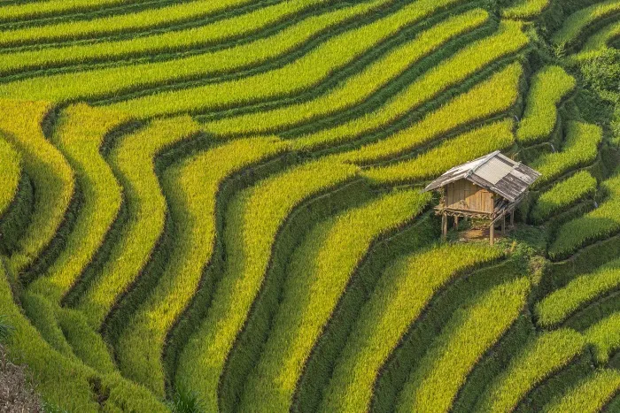 Vietnam’s Rice Trade Thrown Into Turmoil on Export Halt Muddle - Bloomberg