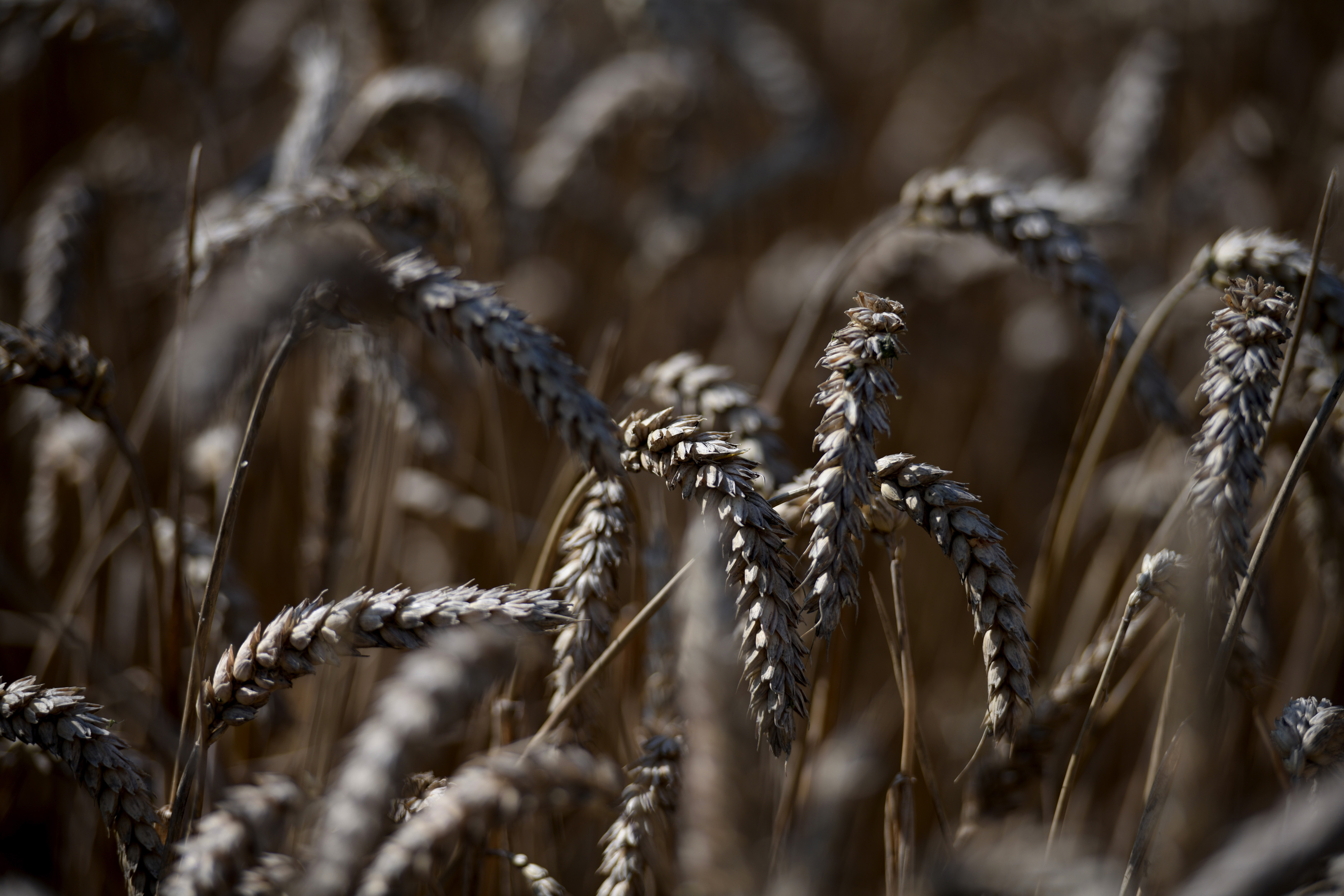 From Oil to Nickel to Wheat, Commodities Mayhem in Five Charts - Bloomberg