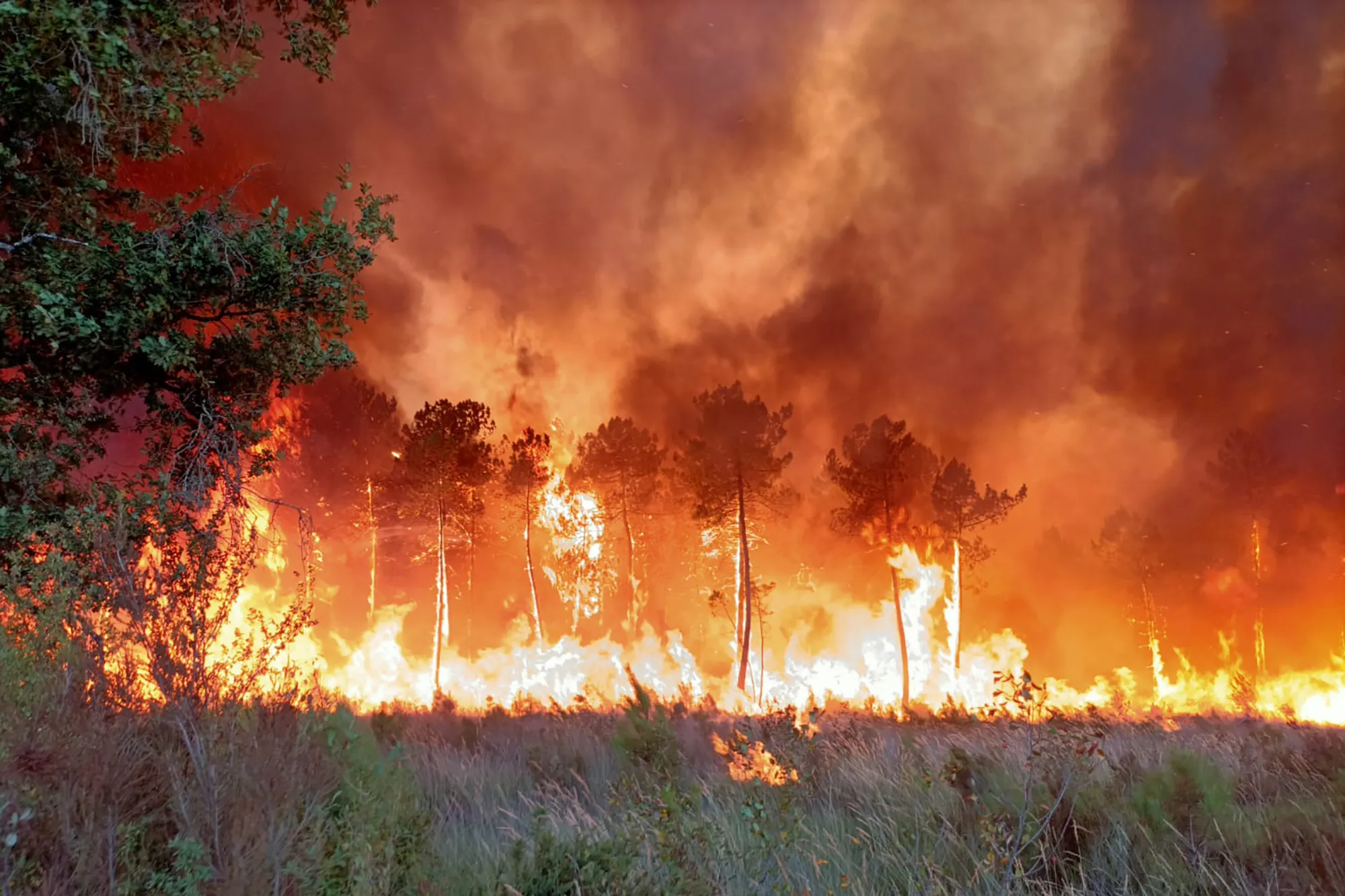 Bordeaux Wildfires: French Pine Forests Near Atlantic Coast Ablaze in ...