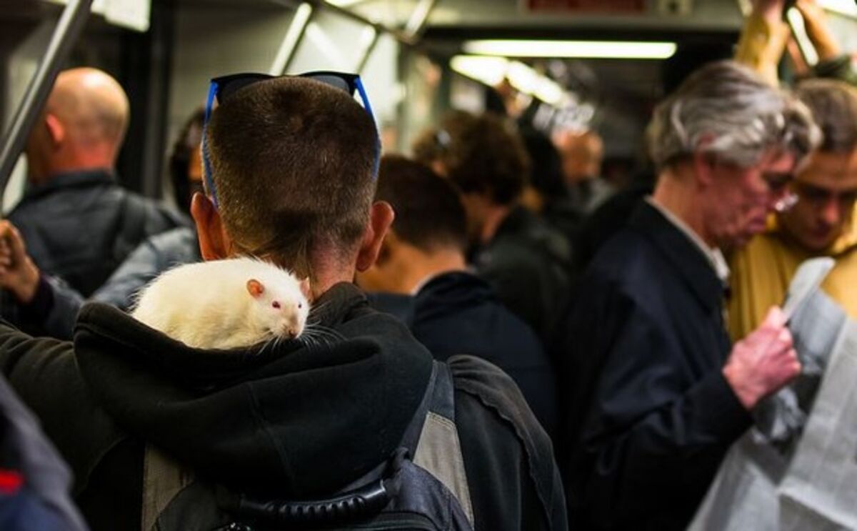 San Francisco's Muni Is Prime Habitat for Snakes, Rats, Parrots - Bloomberg