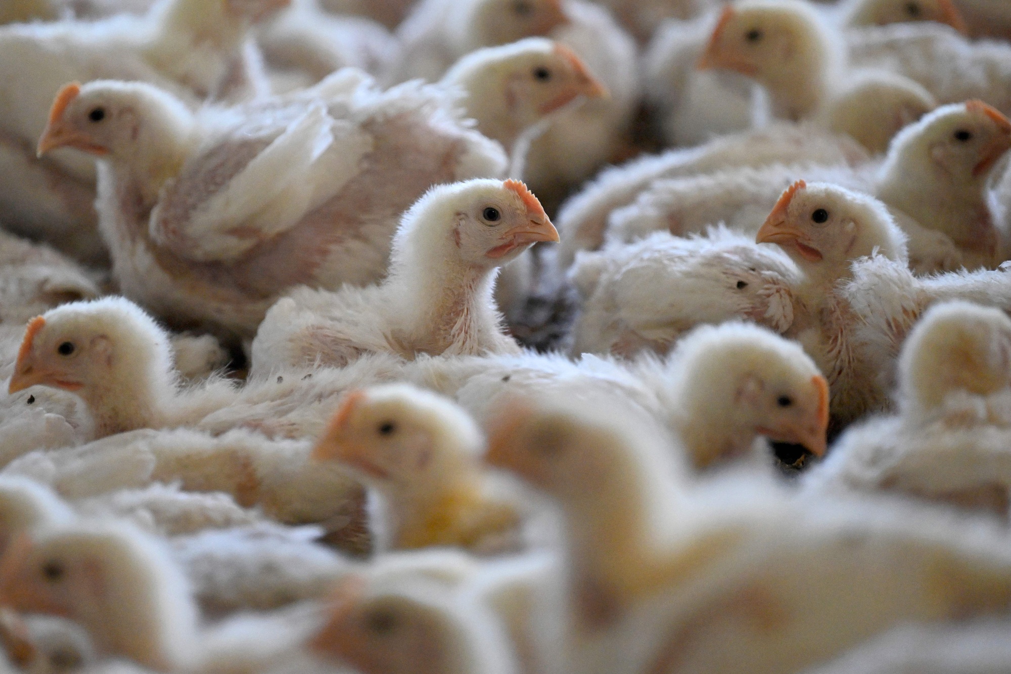 Tyson Says Adoption of Some Chicken Antibiotics Is Paying Off - Bloomberg