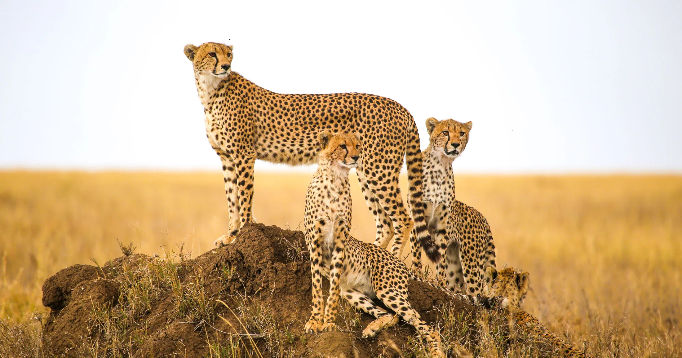 Cheetah Cub Values Can Be $50,000 on Black Market - Bloomberg
