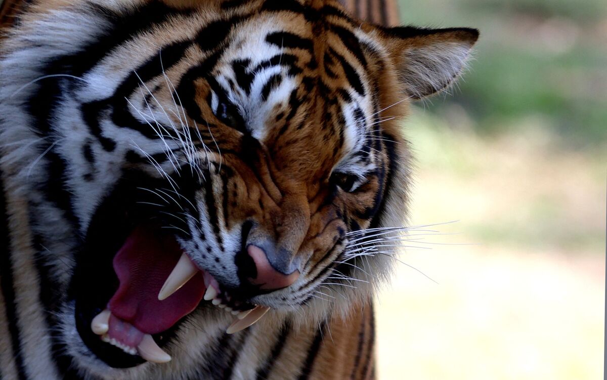 Mexico seizes 10 tigers, 5 lions in cartel-dominated area - Bloomberg