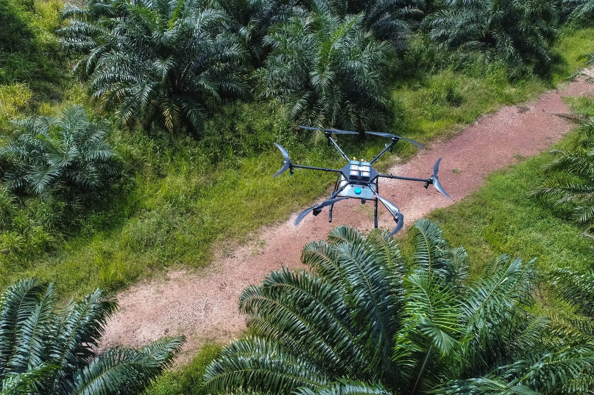Palm Oil Industry Going High Tech to Boost Output - Bloomberg
