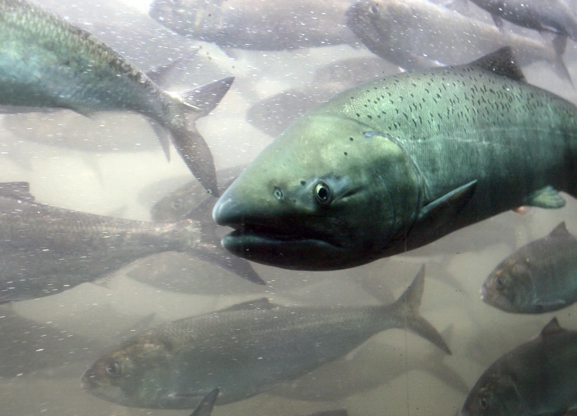 Human-Caused Climate Change Threatens a Quarter of Freshwater Fish ...