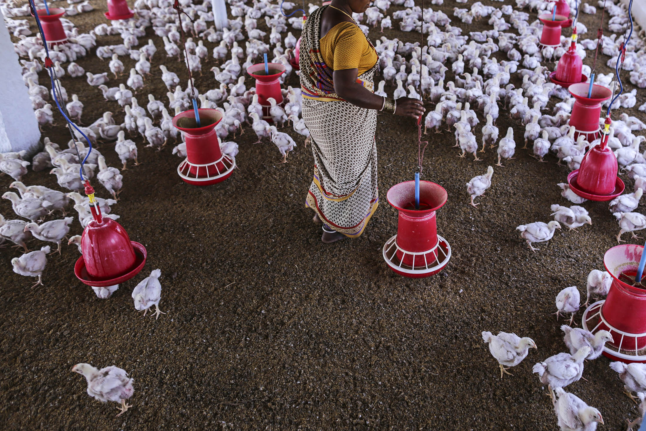 Antibiotic Apocalypse Fear Stoked by India’s Drugged Chickens - Bloomberg