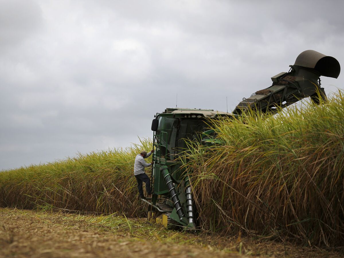 Republican Farm Bill May Come With a Revamp of U.S. Sugar Policy ...