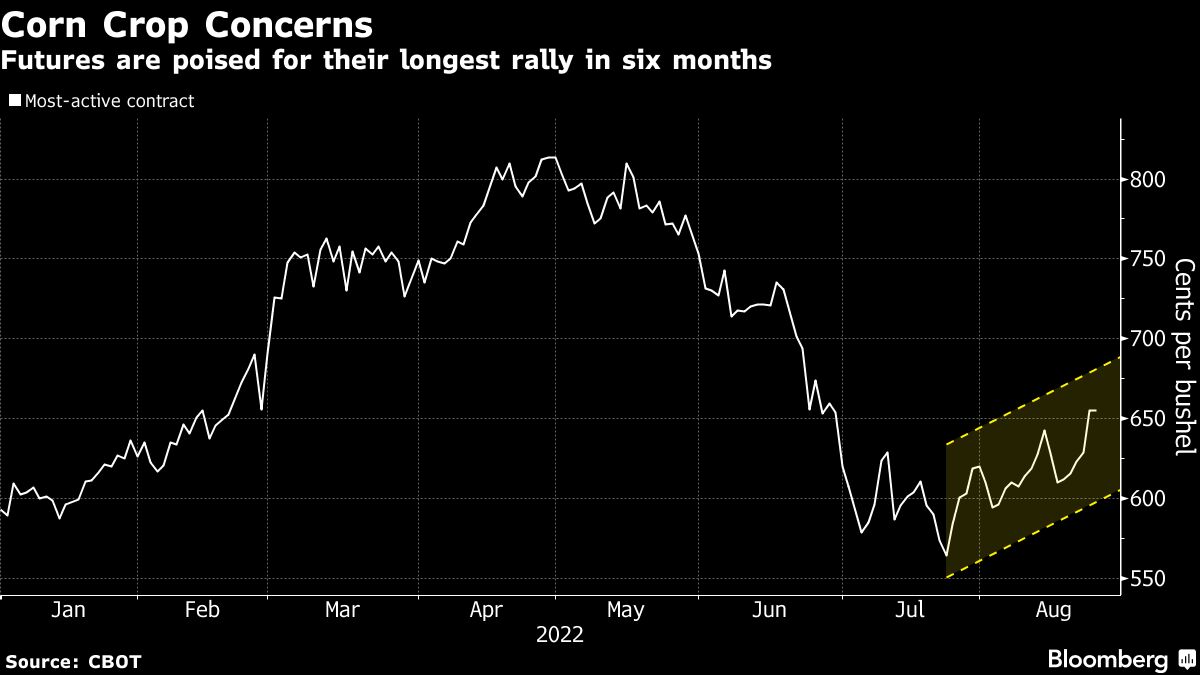 Corn Futures Prices Swing as Traders Weigh Crop Tour Results, Dry ...