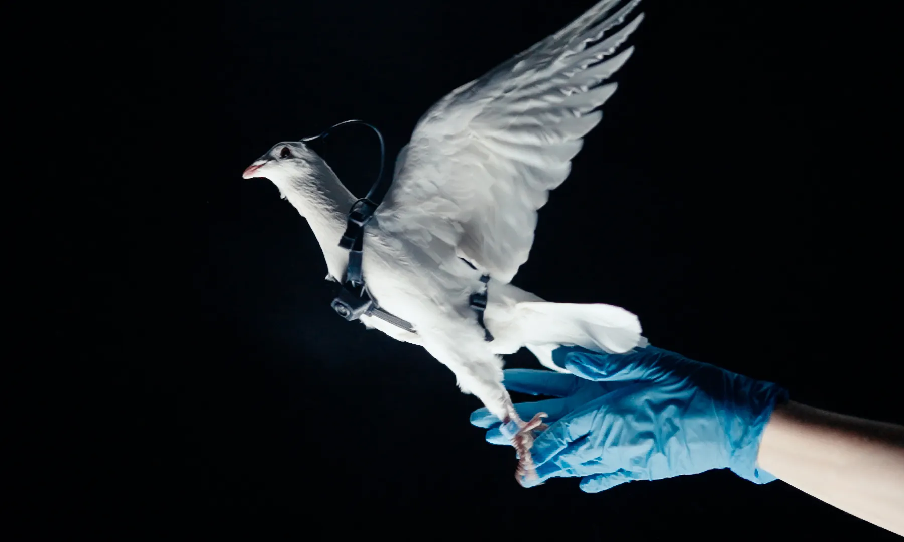 Remote-Controlled Pigeons? What We Know About Neiry and Its Russian Backers - Bloomberg