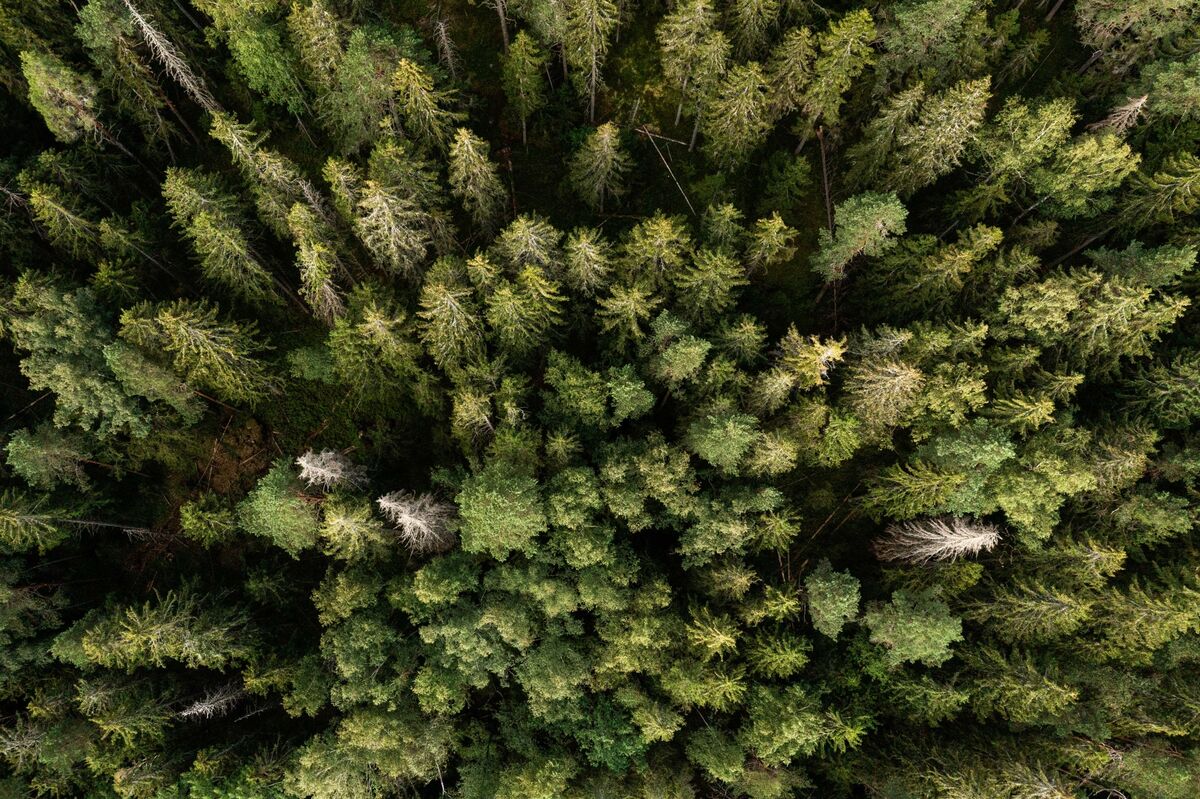 How Can Trees Fight Climate Change Beyond Storing Carbon? - Bloomberg
