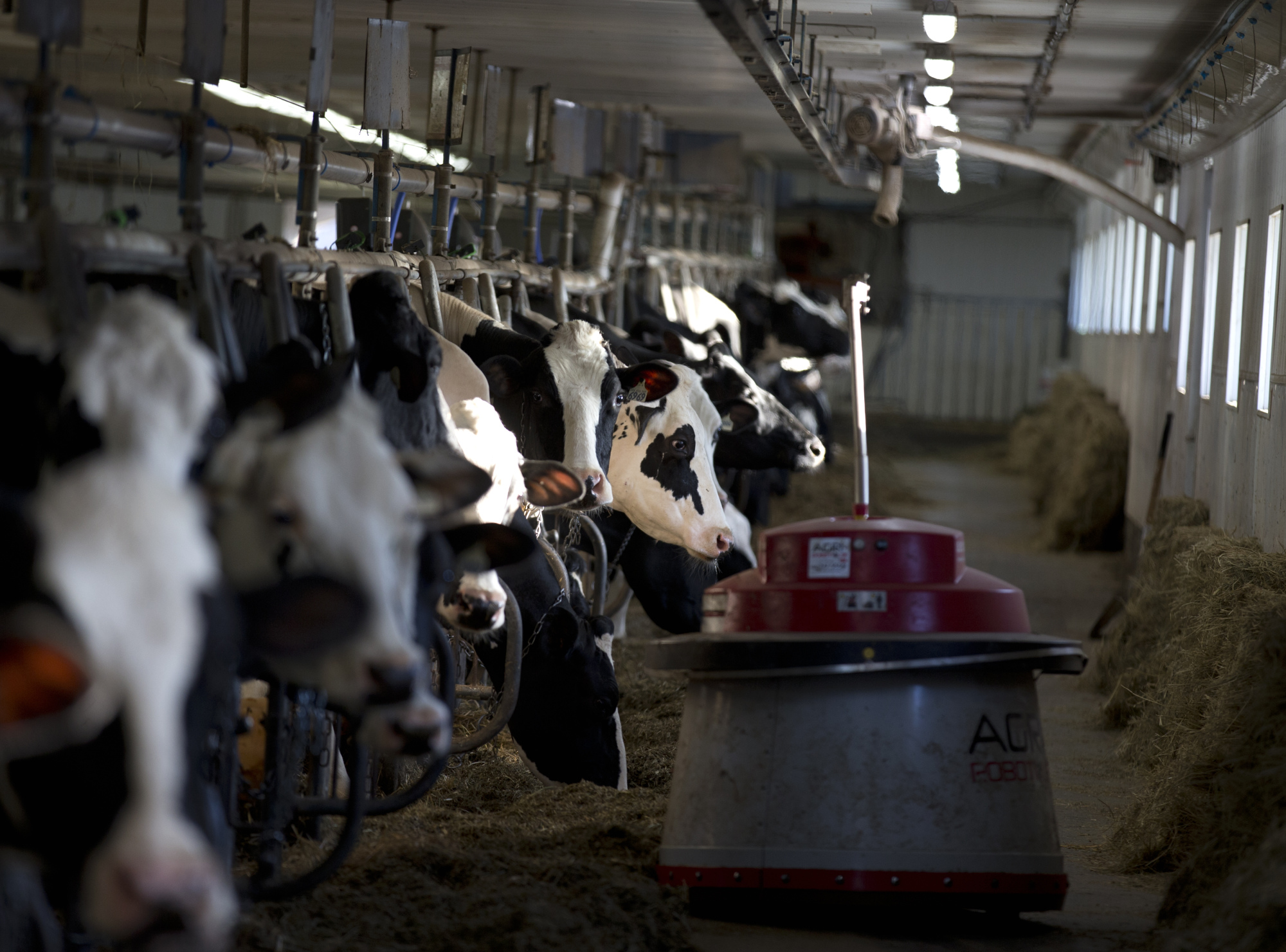 Canadian Milk Giant Saputo Homes in on Dairy-Free Deal This Year ...