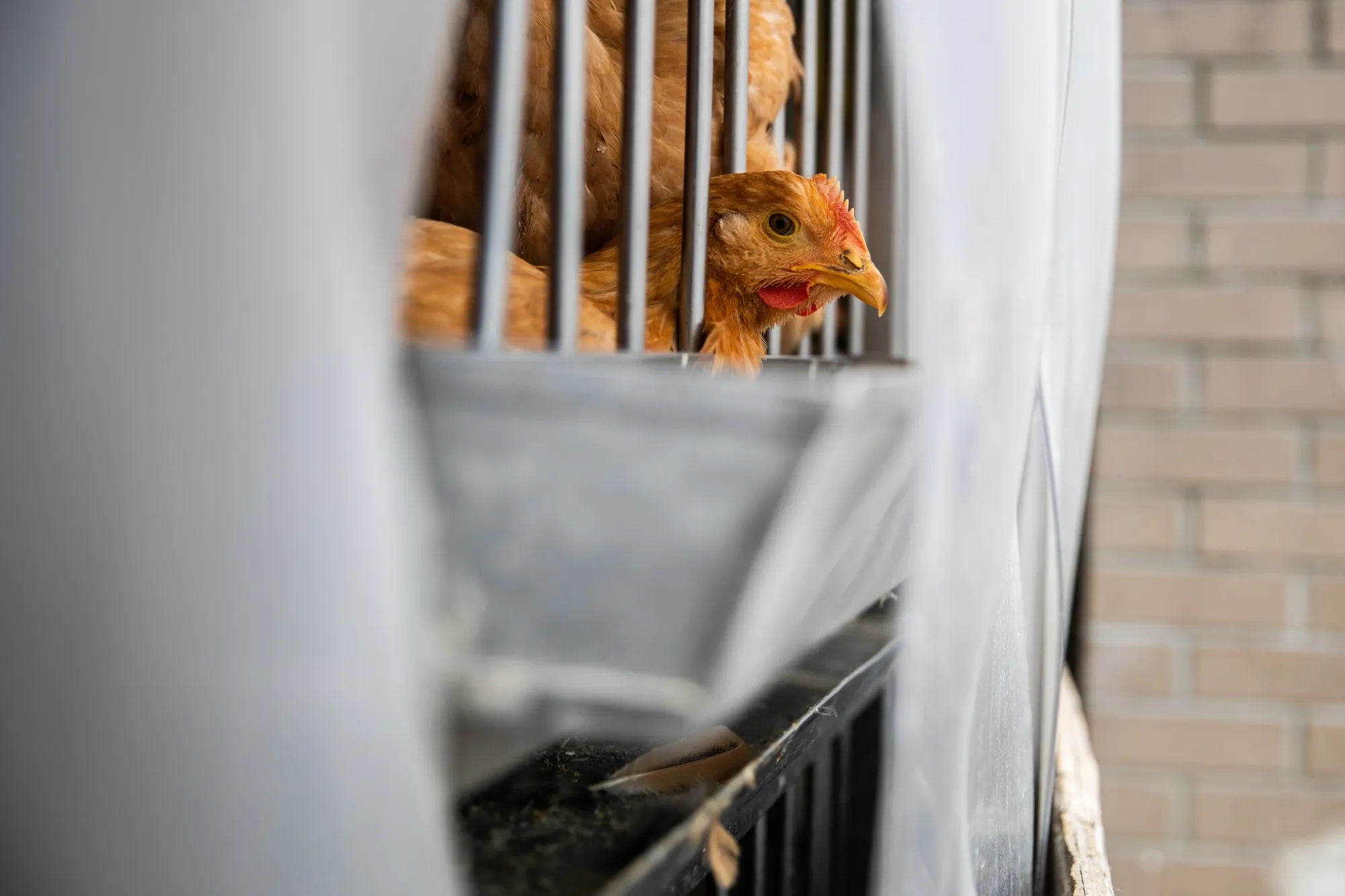 US Bird Flu: NYC-Area Poultry Markets Shut Temporarily After Cases ...