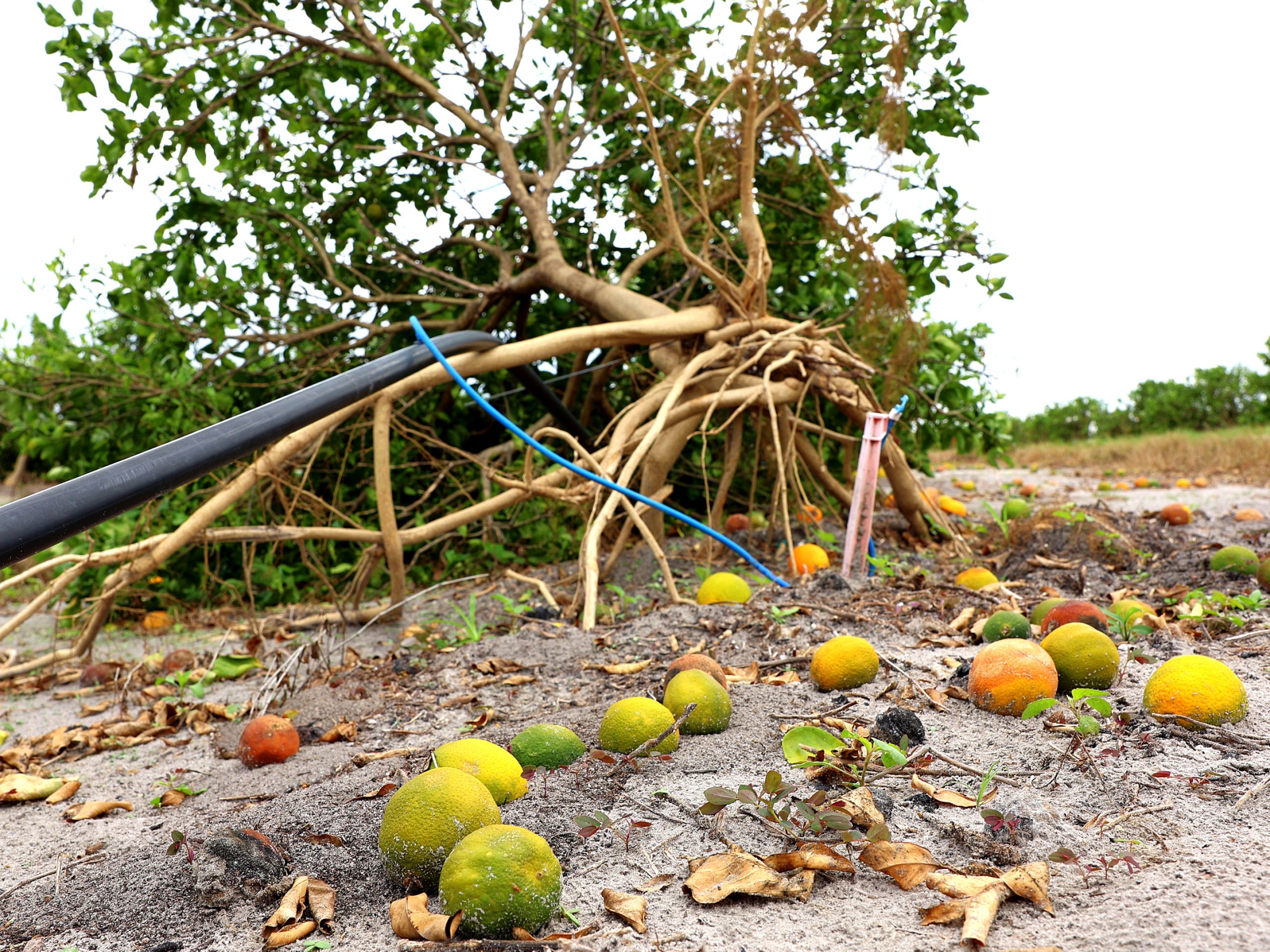 The Preppers Were Right All Along - American Partisan